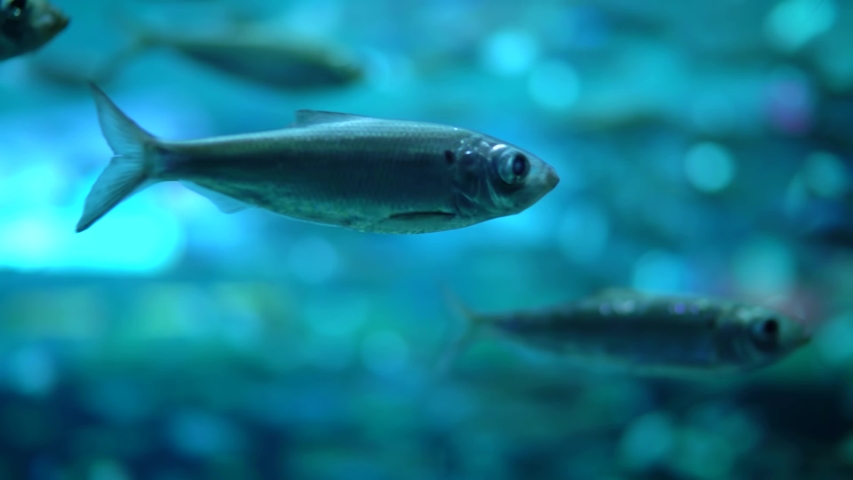 Large Turtle and Small Turtle image - Free stock photo - Public Domain ...