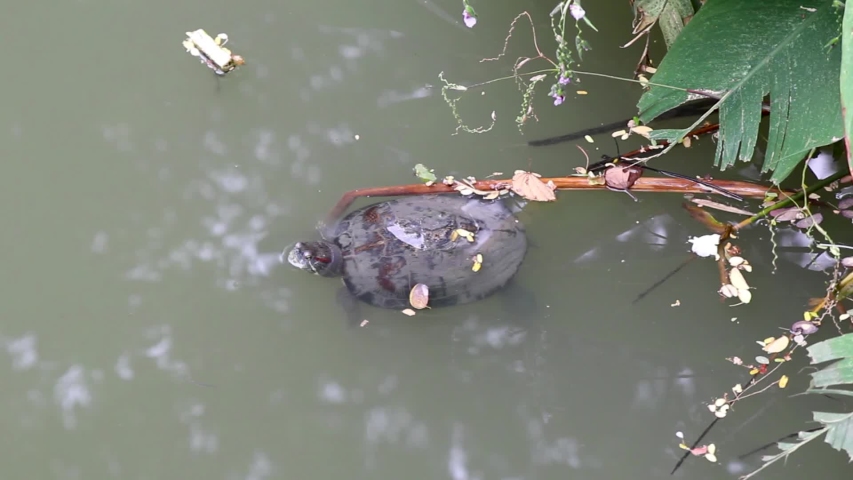 small snapping turtle diving surface underwater Stock Footage Video ...