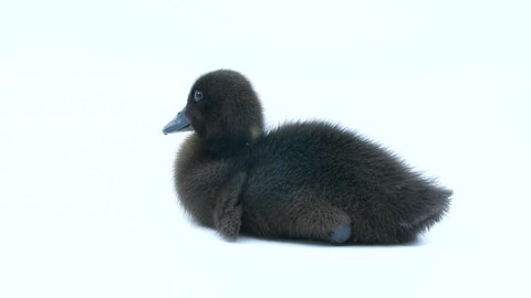 Fluffy Baby Duck Grooming On White Stock Footage Video (100% Royalty ...