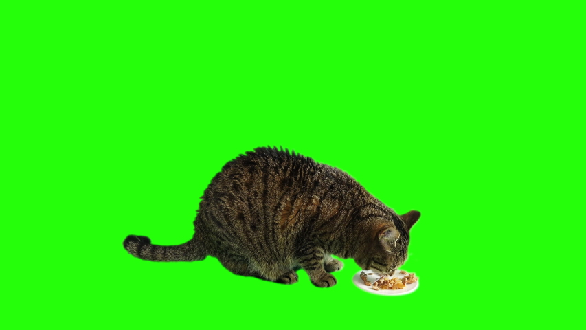 Small Cat Eating Ration On Stock Footage Video (100% Royalty-free ...