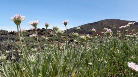 brazilian cerrado plants national park sempre Stock Footage Video (100% ...