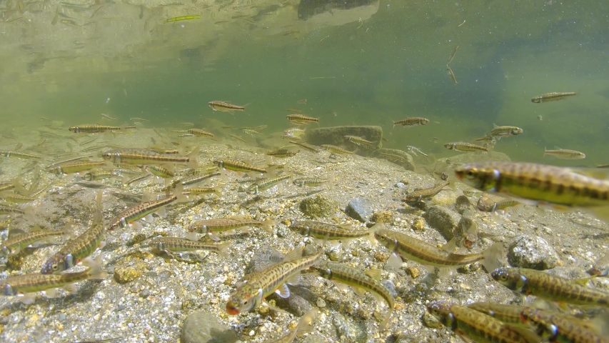 school freshwater fish river eurasian minnow Stock Footage Video (100% ...