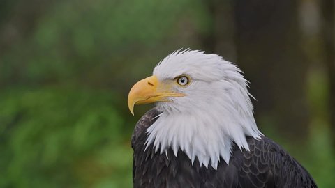 Bald Eagle Blinking Close Eyelid Motion Stock Photo 478727818 ...
