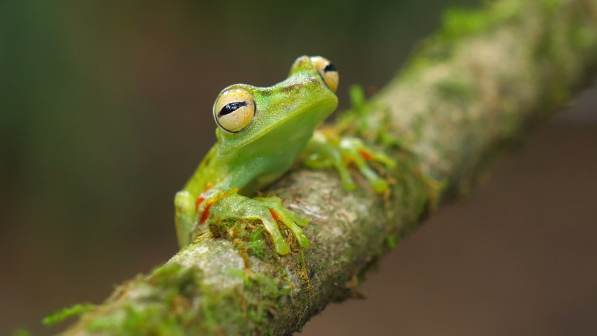 Canal Zone Tree Frog in Stock Footage Video (100% Royalty-free ...