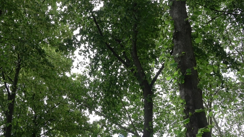 wind blowing through tree leaves beautiful Stock Footage Video (100% ...