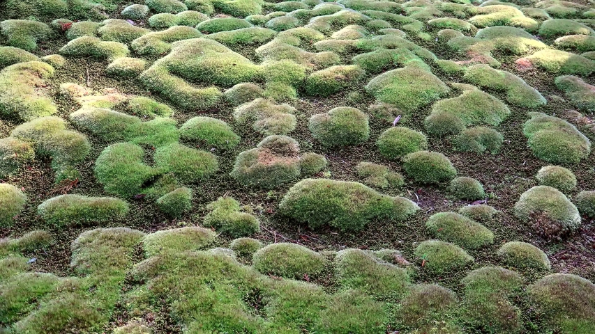 dense green clumps moss garden saiho-ji Stock Footage Video (100% ...