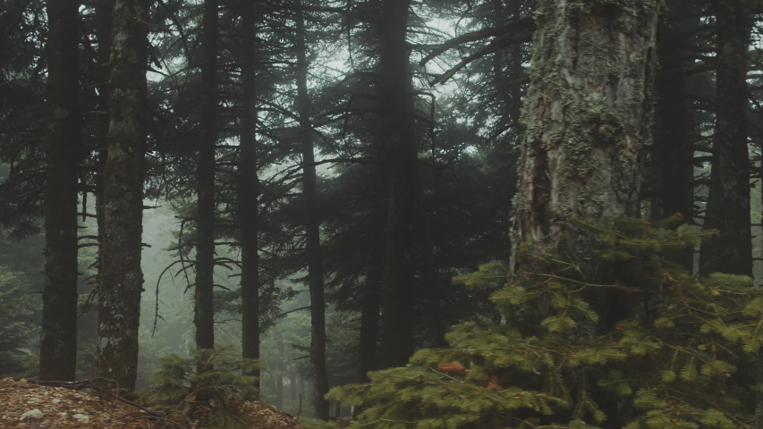 pov driving passing by forest mountain Stock Footage Video (100% ...