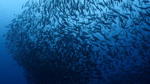 blue runner bait ball school Stock Footage Video (100% Royalty-free ...