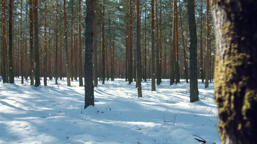 season change transition winter summer forest Stock Footage Video (100% ...