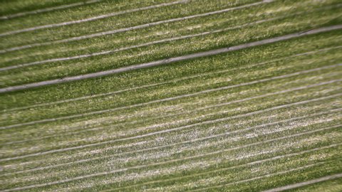 Green Grass Detailed View Under Microscope Stock Footage Video (100% ...
