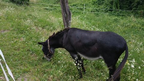 Male Goat Peeing On Himself Mark Stock Footage Video (100% Royalty-free ...