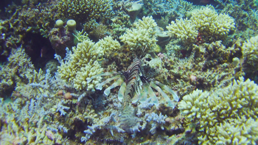 African Lionfish On Coral Reef, Stock Footage Video (100% Royalty-free ...