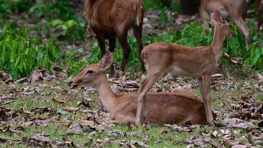 eld's deer endangered species due habitat Stock Footage Video (100% ...