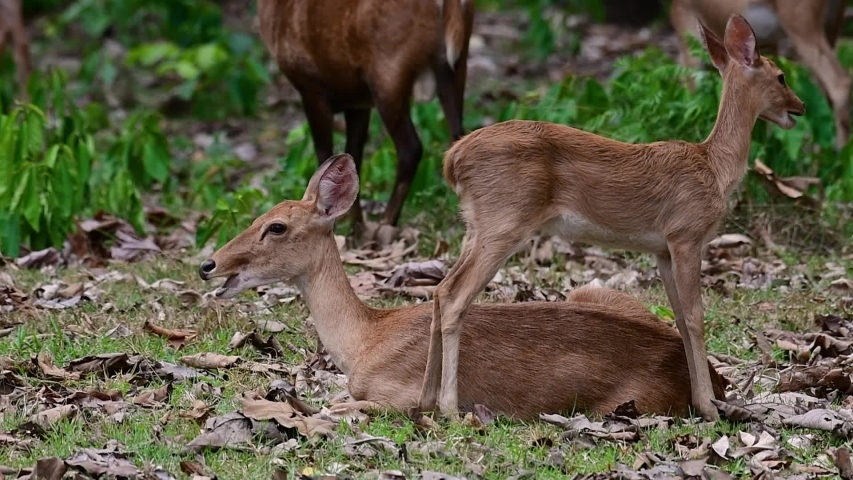 eld's deer endangered species due habitat Stock Footage Video (100% ...