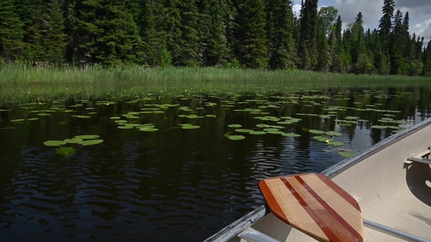 Landscape with reeds with pond and Lily Pads image - Free stock photo ...