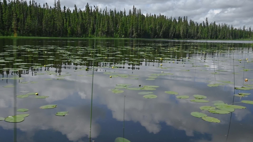 Landscape with reeds with pond and Lily Pads image - Free stock photo ...