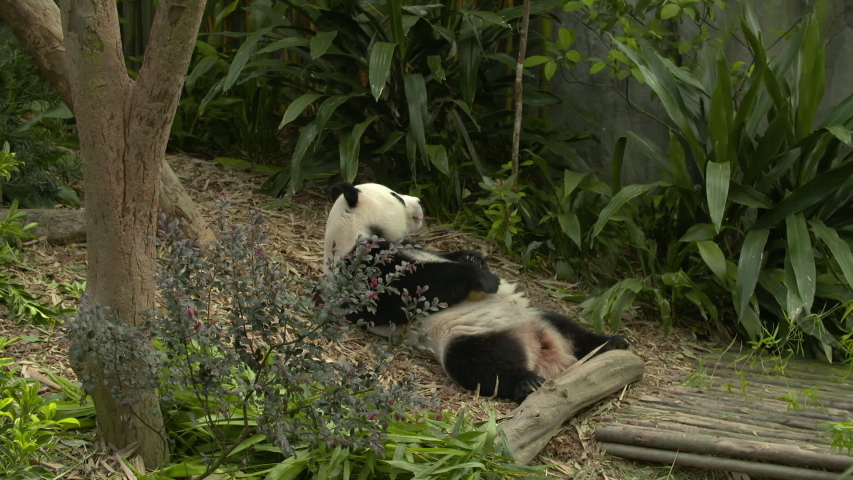 wide shot panda lying on back Stock Footage Video (100% Royalty-free ...