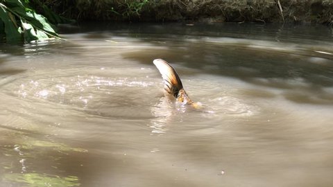 Koi Fish Flopping Around Water Koi Stock Footage Video (100% Royalty ...