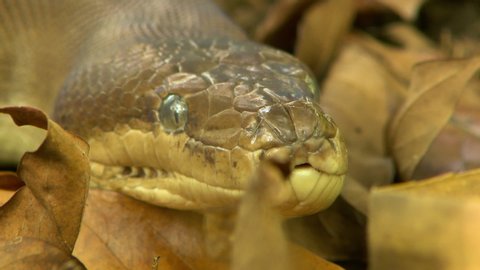 14 Echiopsis curta Stock Video Footage - 4K and HD Video Clips ...