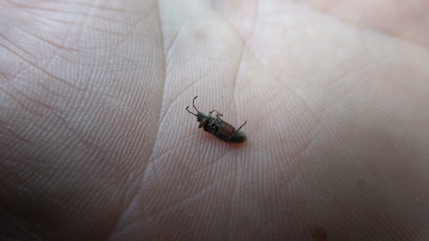 cockroach lies on guy's arm legs Stock Footage Video (100% Royalty-free ...