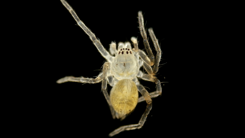 Many eyes of a spider image - Free stock photo - Public Domain photo ...