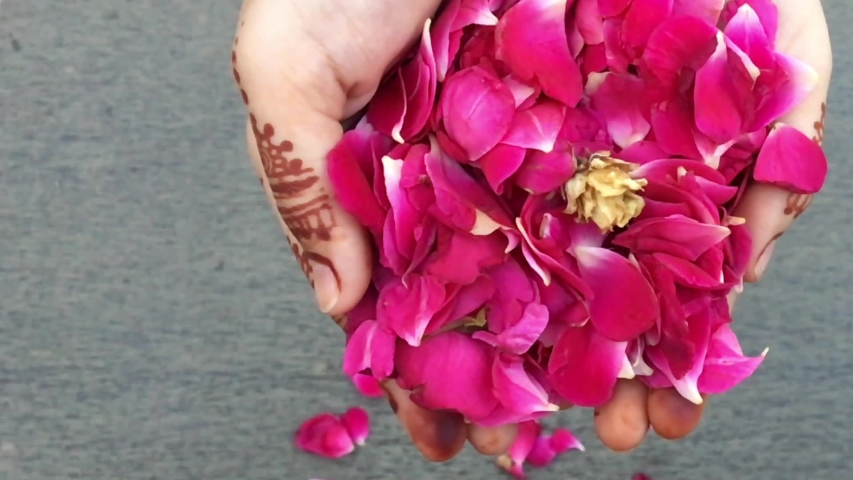 red rose petals falling off on Stock Footage Video (100% Royalty-free ...