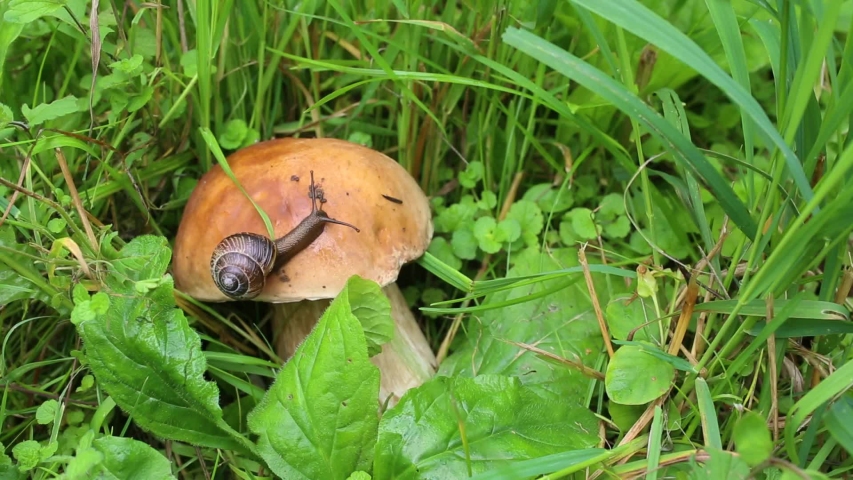 Porcino Stock Video Footage - 4K and HD Video Clips | Shutterstock