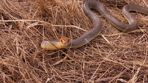 Caspian Whipsnake Coluber Caspius Dolichophis Caspius Stock Footage ...