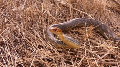 Caspian Whipsnake Coluber Caspius Dolichophis Caspius Stock Footage ...