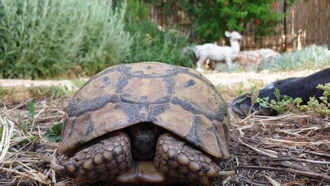 turtle head poking out close shot Stock Footage Video (100% Royalty ...
