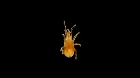 Tick Under Microscope Order Mesostigmata Possibly Stock Footage Video ...