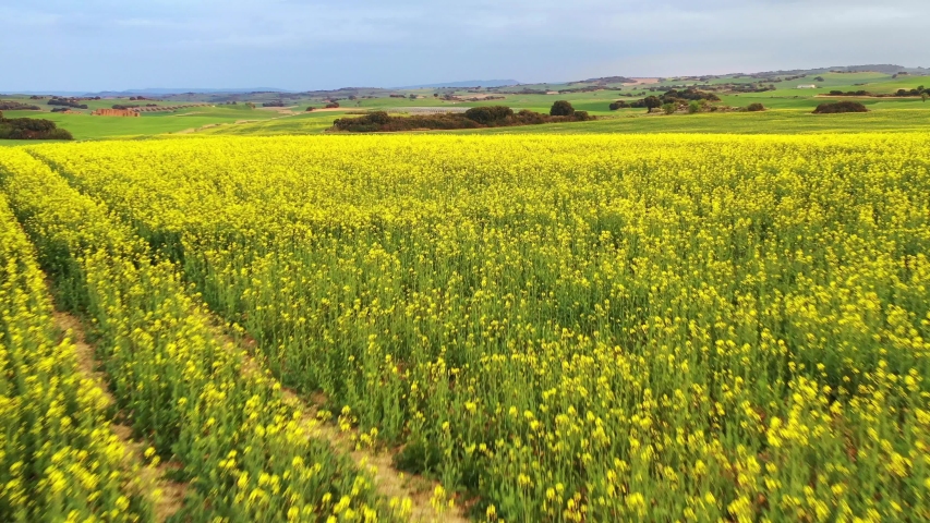 Yellow flowers landscape in Spain image - Free stock photo - Public ...