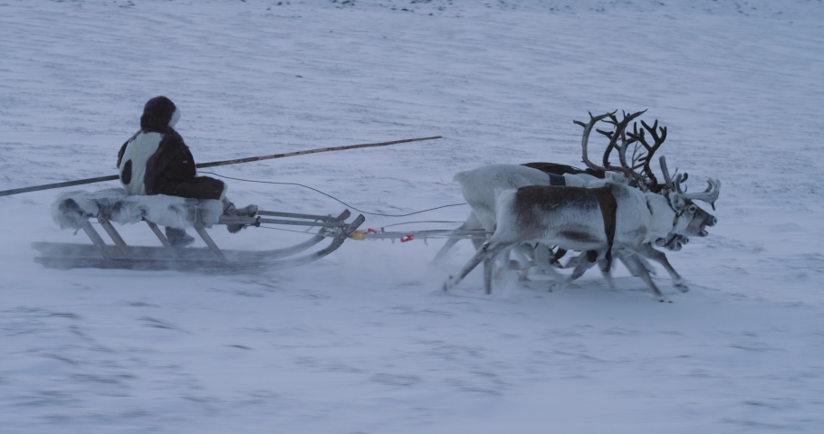 Eskimo Reindeer Stock Video Footage - 4K and HD Video Clips | Shutterstock