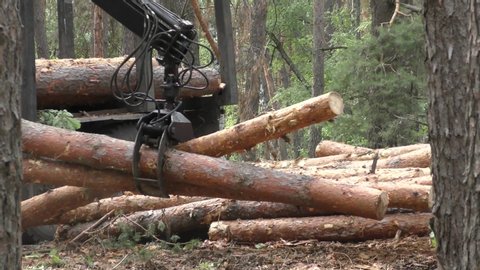 Pine Timber Wood Logging By Forwarder Stock Footage Video (100% Royalty ...
