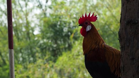 Jungle Fowl Crowing On Wall Morning Stock Footage Video (100% Royalty ...