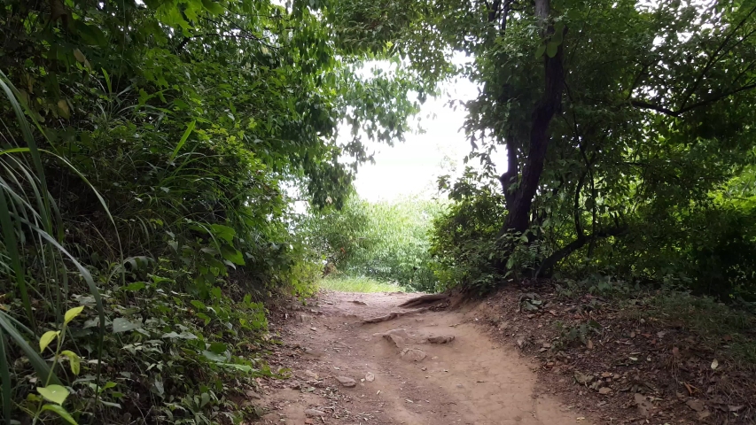 hot summer forest landscape Stock Footage Video (100% Royalty-free ...