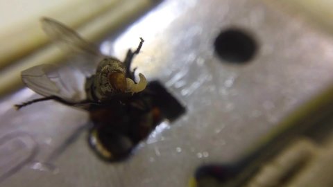 Flies Larvae Struggling Belly Dead Fly Stock Footage Video (100% ...