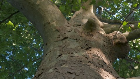 670 Plane tree texture Stock Video Footage - 4K and HD Video Clips ...