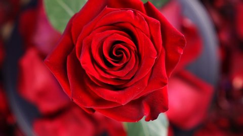 Top View Red Rose Flower Rotation Stock Footage Video (100% Royalty ...