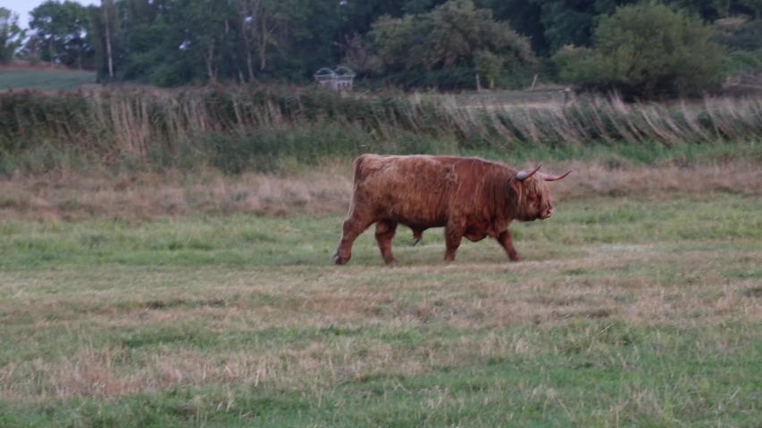 Brown Bull Walking On an Stock Footage Video (100% Royalty-free ...