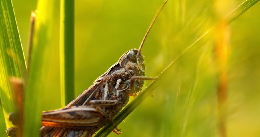 Butterfly and Grasshopper on Leaves and Grass image - Free stock photo ...