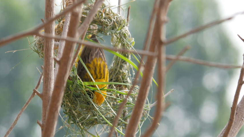 yellow bird using grass nesting on Stock Footage Video (100% Royalty ...
