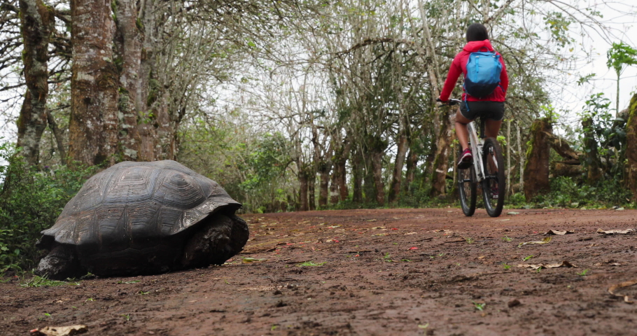 Turtle bike Stock Video Footage - 4K and HD Video Clips | Shutterstock