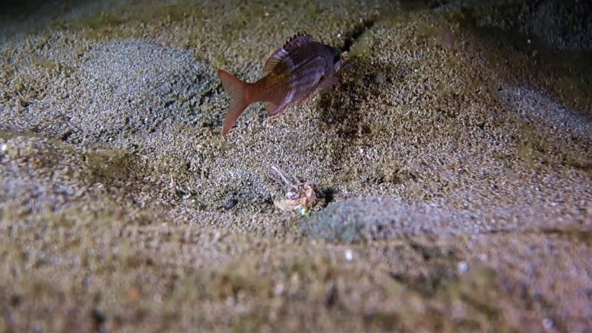 Monster Worm Stock Video Footage - 4K and HD Video Clips | Shutterstock