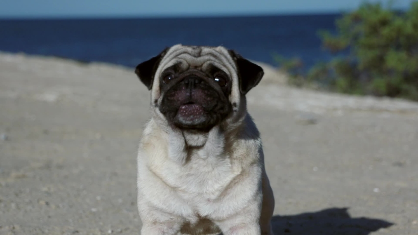 beautiful curious pug dog barking alone Stock Footage Video (100% ...