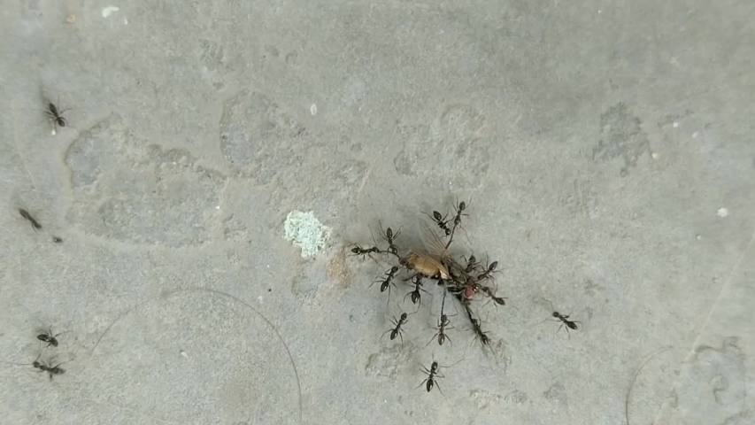 Bust Ants Stock Video Footage - 4K and HD Video Clips | Shutterstock