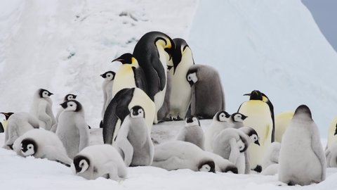 Emperor Penguin Children Antarctic Stock Photo (Edit Now) 107424374