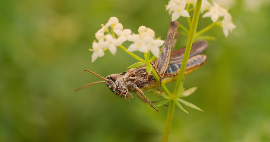 Butterfly and Grasshopper on Leaves and Grass image - Free stock photo ...