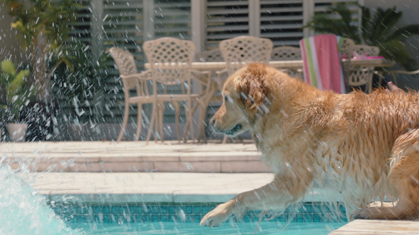 187 Kid and dog in pool Stock Video Footage - 4K and HD Video Clips ...