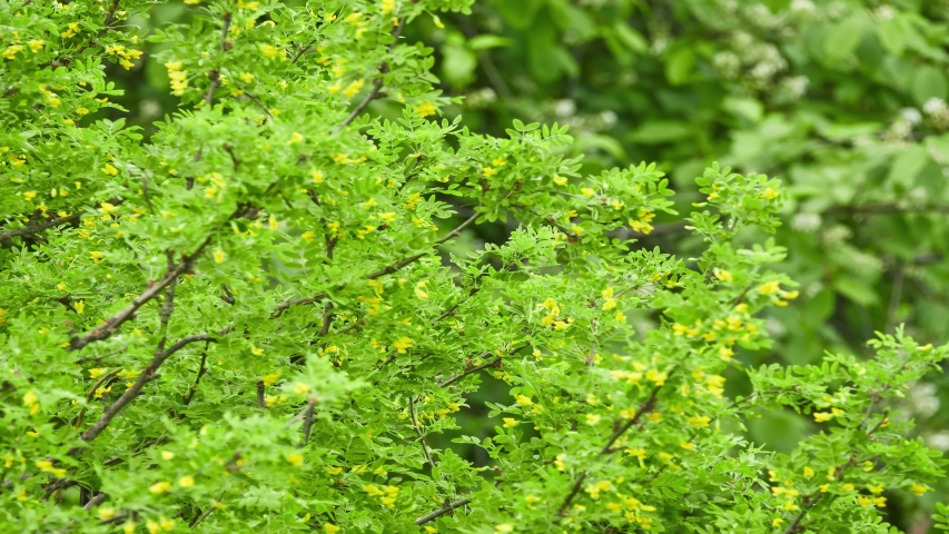 Caragana Arborescens Stock Video Footage - 4K and HD Video Clips ...